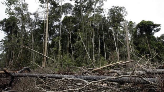 UN report: 'Decisive year' for world's forestry - BBC News