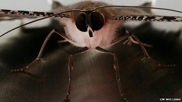 Malaysia swarmed by giant moths - BBC News