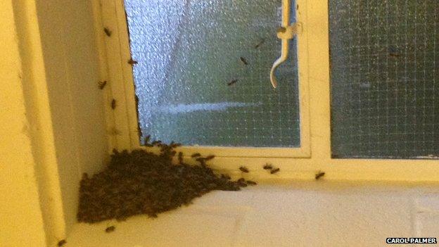 Littleport bees break boiler by building hive inside - BBC News