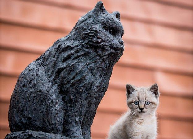 Kitten named Official Mouser at Glenturret distillery - BBC News