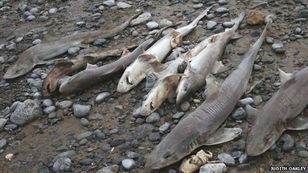 55 dead sharks on Pwll du beach, Gower, 'horrific' - BBC News