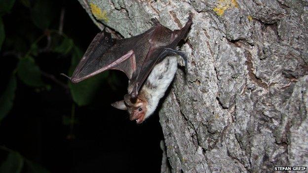Bats 'fly by polarised light' - BBC News