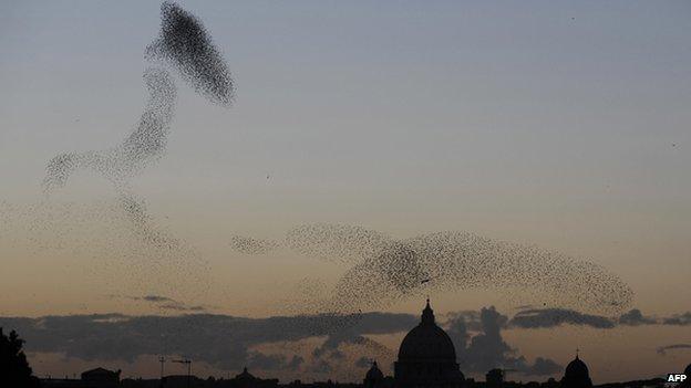 The birds that plague the Eternal City - BBC News