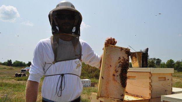 Saving America’s honeybees - BBC News