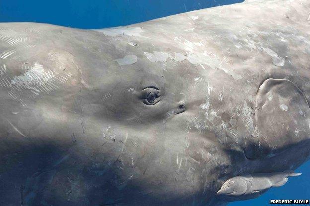 The freedivers who swim with whales - BBC News