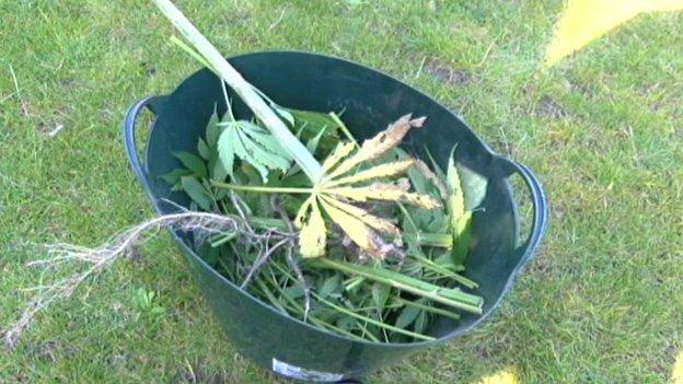 Pensioner unwittingly grows cannabis plant from bird seeds - BBC News
