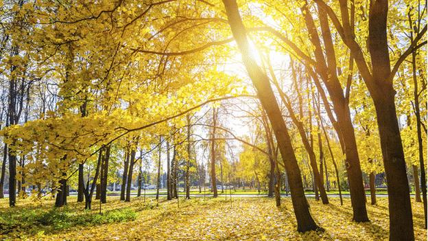 Grow your own tiny forest on the web - BBC News