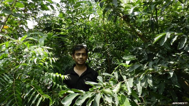 Grow your own tiny forest on the web - BBC News