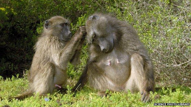 The marooned baboon: Africa's loneliest monkey - BBC News