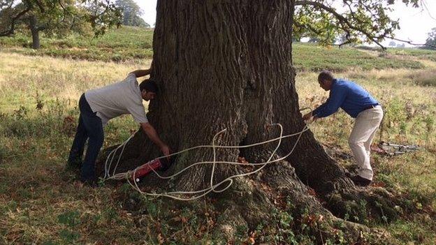 Garlic injection could tackle tree diseases - BBC News