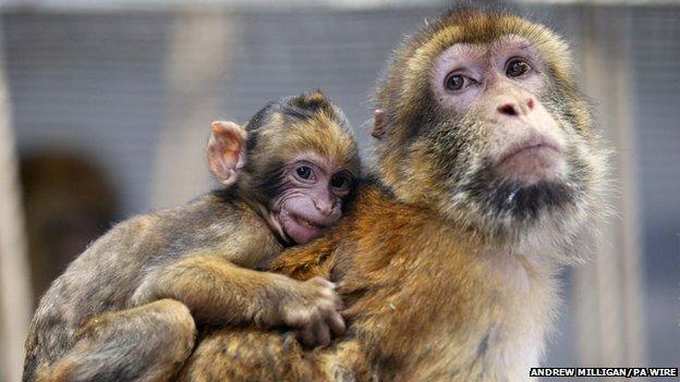 Troop of Gibraltar macaques arrives at Blair Drummond - BBC News