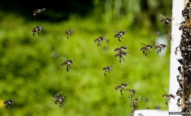 Aussie bees fight 'hive wars' - BBC News