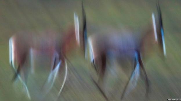 Stampeding antelopes by Neil Aldridge wins top European wildlife photo ...