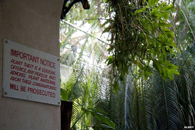 The high-stakes world of rare-plant theft - BBC News