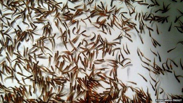Trout farming in land-locked Lesotho is an export success - BBC News