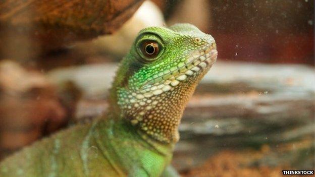 Are the health risks of keeping exotic pets increasing? - BBC News