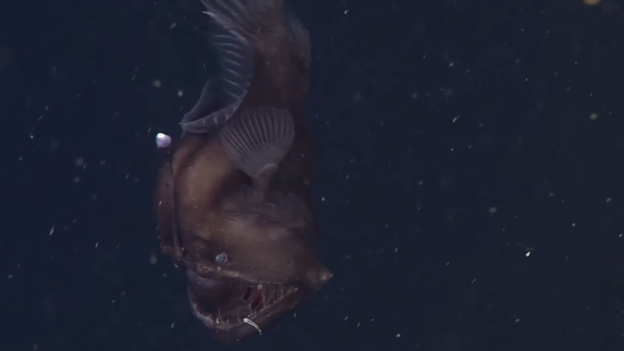 Black seadevil anglerfish recorded on film off California coast - BBC News