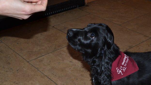 Meet Aster: The first Hearing Dog to be trained entirely in Scotland ...