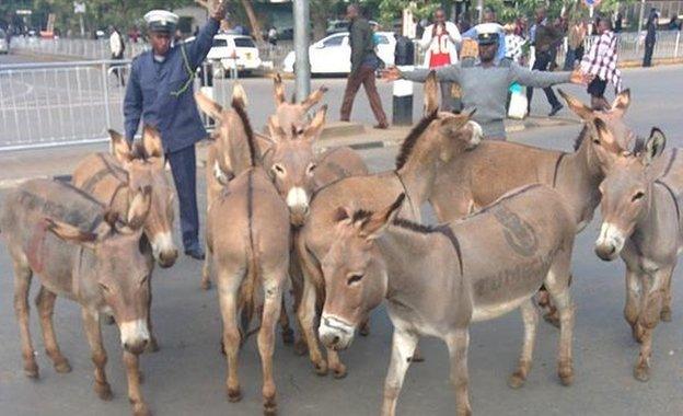 Kenya: Donkey protest in Nairobi's business district - BBC News