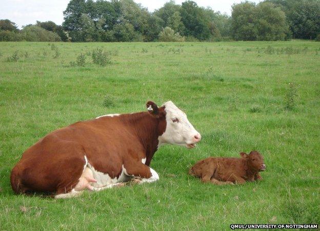 Cow researchers find meanings behind moos - BBC News