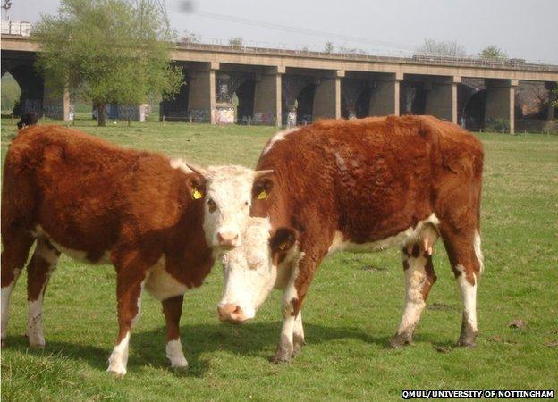 Cow researchers find meanings behind moos - BBC News