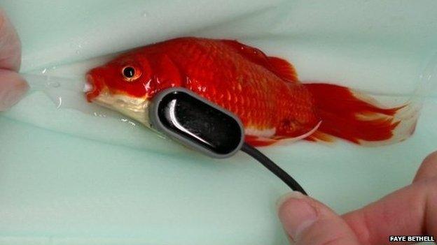 Finding Fido: The great lengths pet owners will go to - BBC News