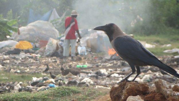 Tackling the Indian house crows invading Mombasa - BBC News