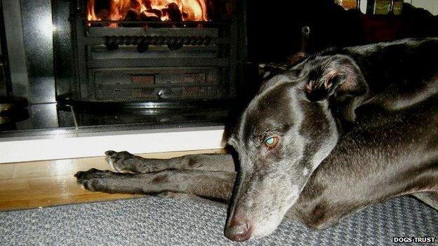 Dog Jed finds new home after being overlooked by 14,000 people - BBC News