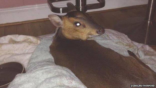 Olympic champion Greg Rutherford carries injured deer home - BBC News