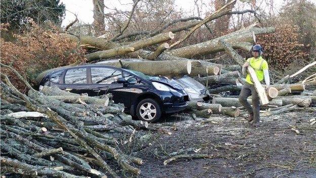 Cars smashed by falling tree in Southampton - BBC News