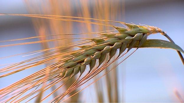 Brewing up better barley at the James Hutton Institute - BBC News