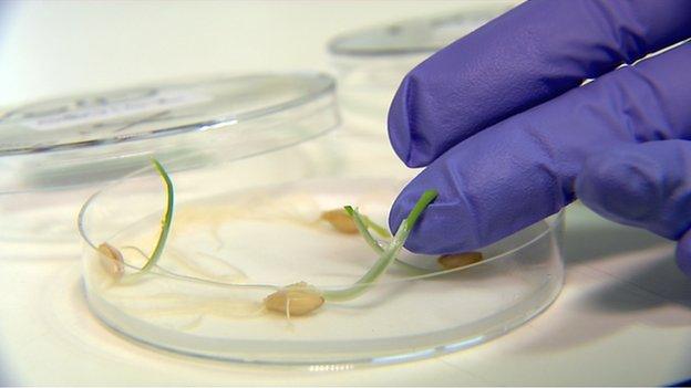 Brewing up better barley at the James Hutton Institute - BBC News