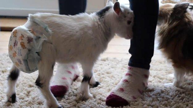 Nappy-wearing Wellingborough goat 'acts like dog' - BBC News