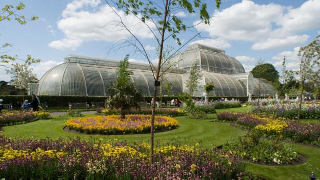 Kew report makes new tally for number of world's plants - BBC News