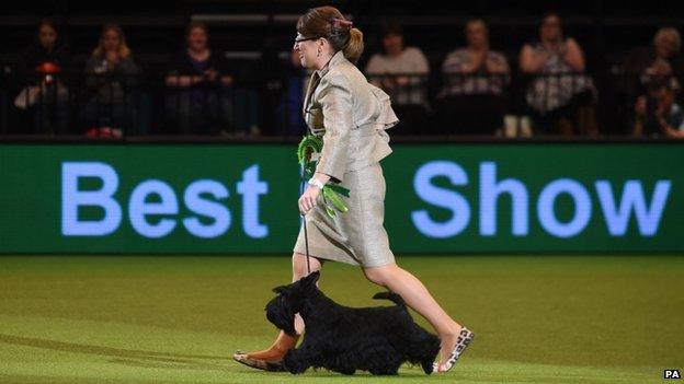 Scottish terrier Knopa is Crufts' best in show - BBC News