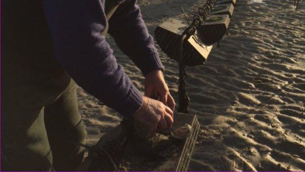 Jersey farmer's native oyster success could be 'worth millions' - BBC News