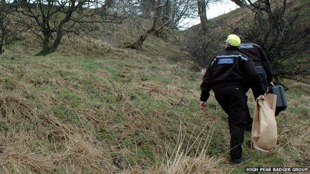 Derbyshire badgers 'hit with spades' in sett attacks - BBC News