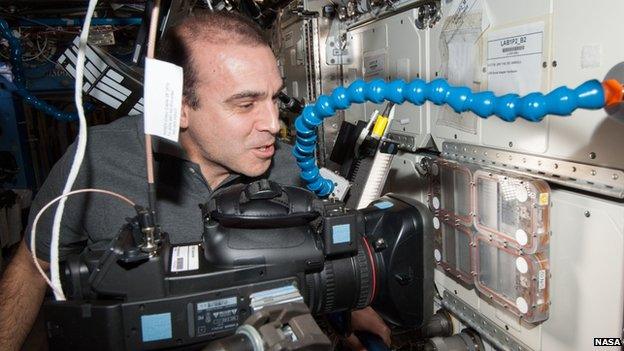 Ants in space grapple well with zero-g - BBC News