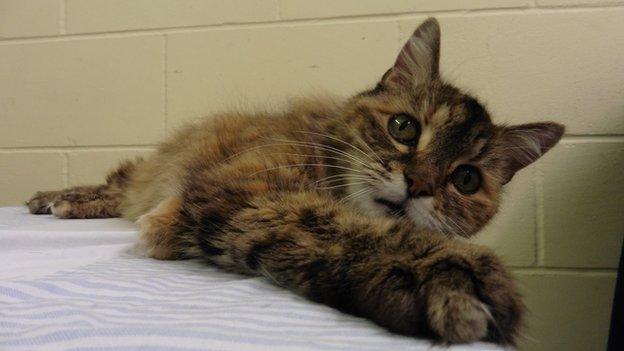 Cat with no nose struggling to find new home - BBC News