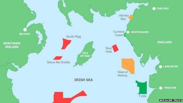 Irish Sea: Wildlife Trust warns of 'marine disaster' - BBC News