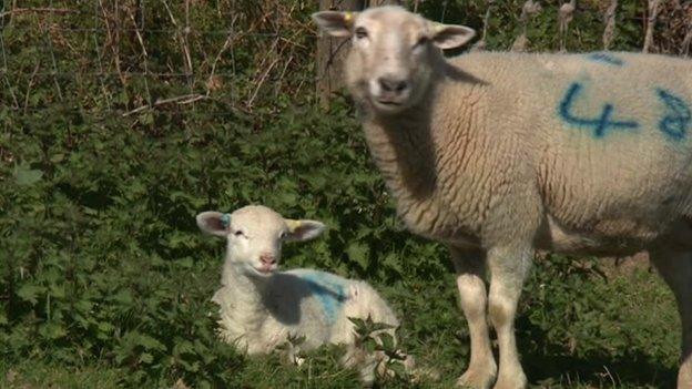 Worm-resistant sheep 'could save industry millions' - BBC News