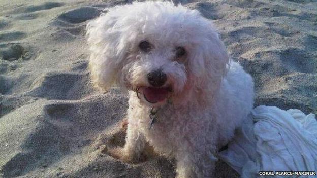 Your pets remembered - BBC News