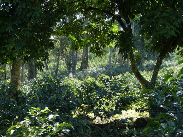 Saving coffee from extinction - BBC News