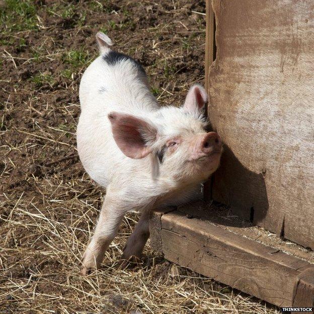 Are pork scratchings going posh? - BBC News