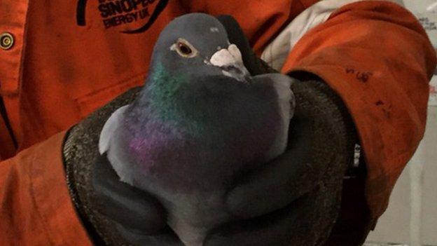 Owl airlifted after North Sea platform landing - BBC News