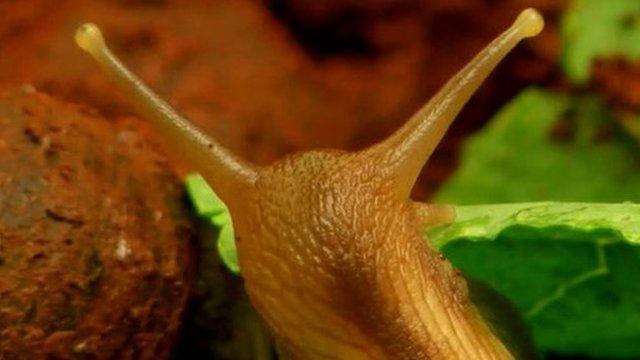 Snails use 'two brain cells' to make decisions, Sussex University ...