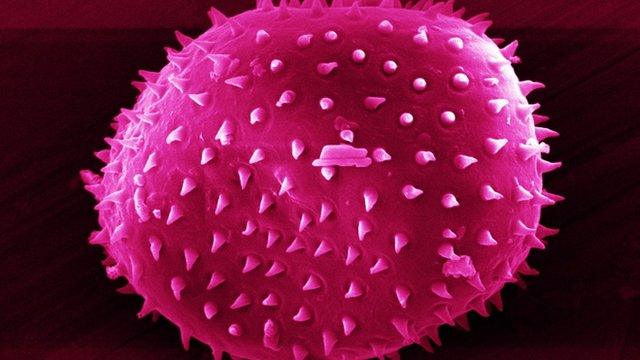Thousands of microbes found in house dust - BBC News