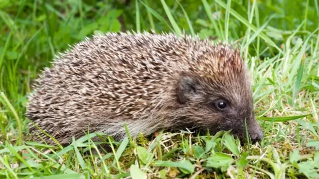 BBC Local Live: Oxfordshire on Thursday 30 July 2015 - BBC News