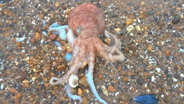 BBC Local Live: Norfolk on Wednesday, 16 December 2015 - BBC News