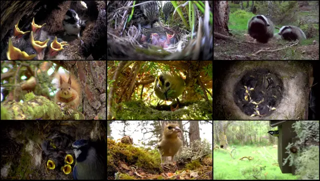 Springwatch 2019 - BBC